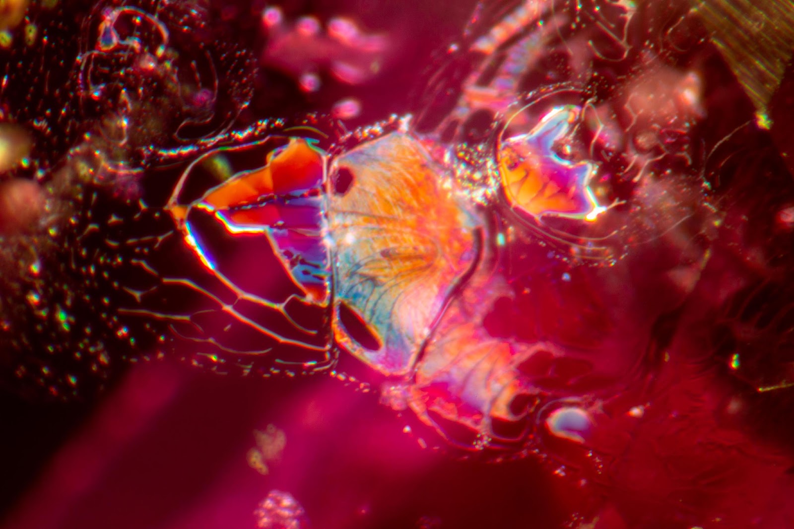 Typical Inclusions In Ruby Gemstones & Ruby Synthetics | The Natural ...